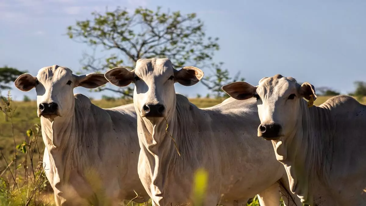 O que é bem semovente? Entenda esse tipo de propriedade!